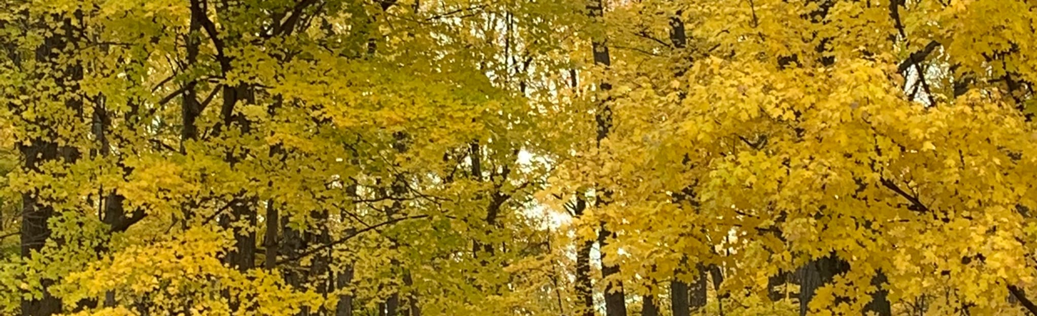 Maybury Bluebird Meadows Trail, Michigan - 112 Reviews, Map | AllTrails