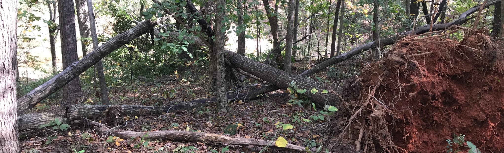 Backwoods Loop Trail, Georgia - 448 Reviews, Map | AllTrails