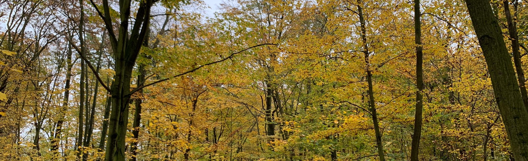 Osobowicki-Wald: 3 Fotos - Niederschlesien, Polen | AllTrails