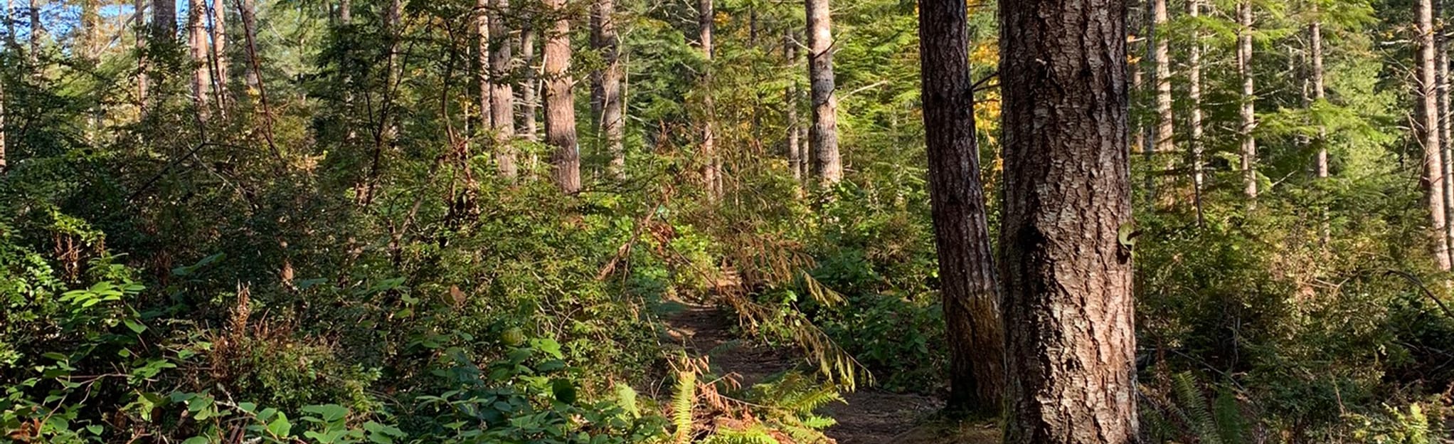 Big Cedar Trail to Flying Eagle Trail Loop | Map, Guide - Washington ...