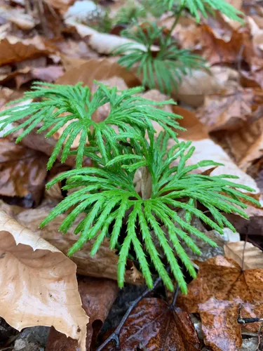 Best Hikes and Trails in Brookmead Conservation Area | AllTrails