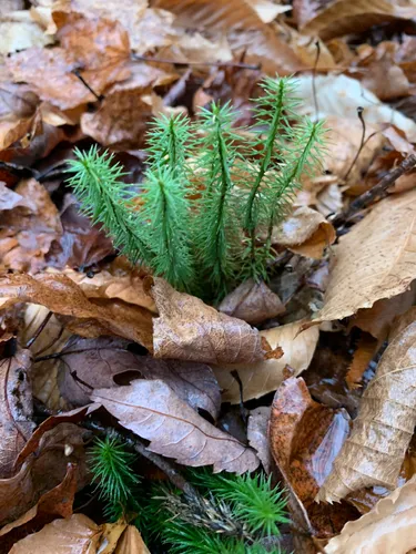 Best Hikes and Trails in Brookmead Conservation Area | AllTrails