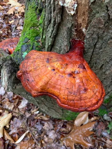 Best Hikes and Trails in Brookmead Conservation Area | AllTrails