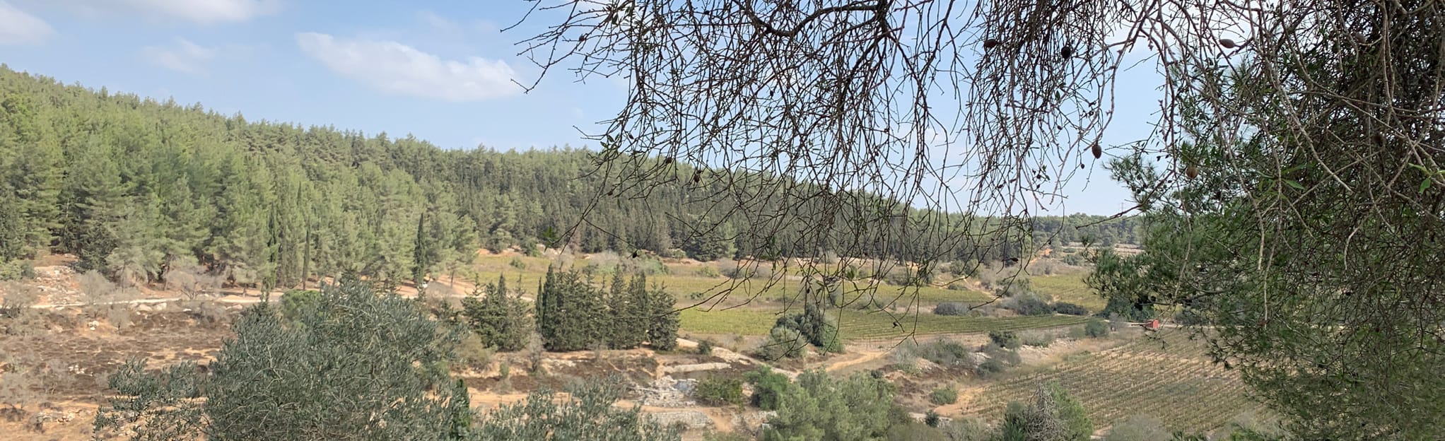 Bar Giora, Aminadav Forest and Refaim Stream: 1 Reviews, Map ...