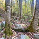 Savage Gulf Extended Loop, Tennessee - 35 Reviews, Map | AllTrails