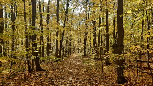 Best Hikes and Trails in Eldred King Woodlands | AllTrails