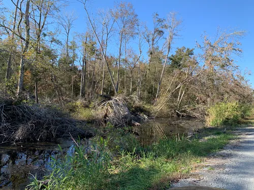 10 Best Long Trails in Great Dismal Swamp National Wildlife Refuge ...