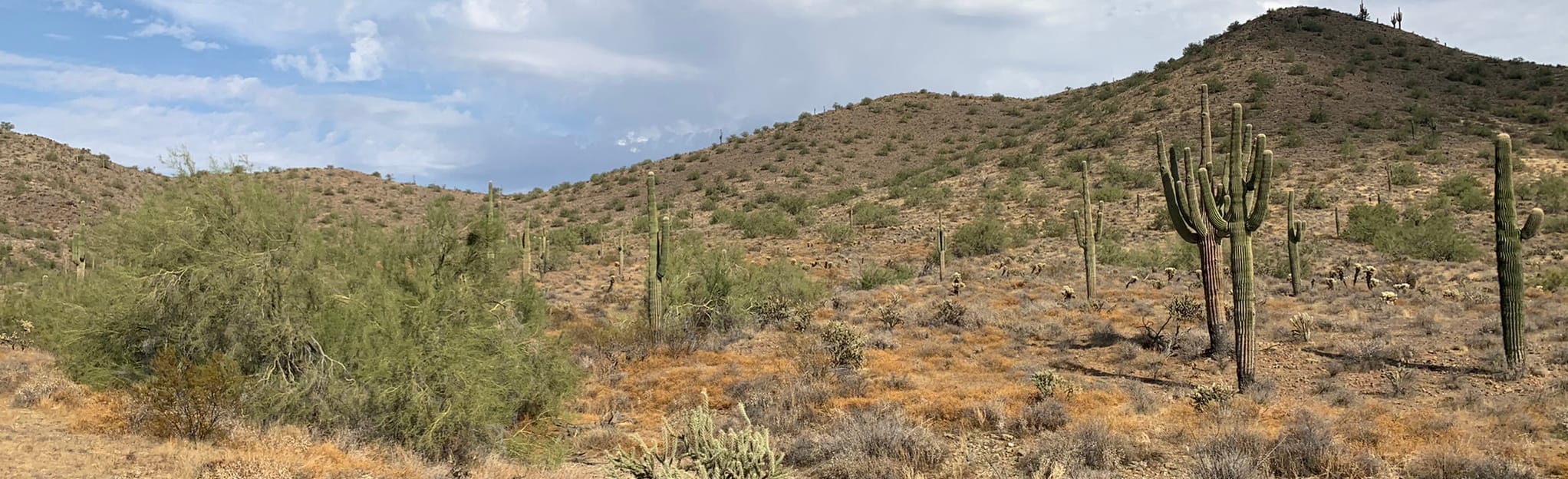 Paseo Pathway, Arizona - 243 Reviews, Map | AllTrails