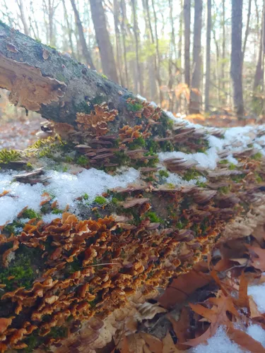 Best Hikes and Trails in Bear Pond Natural Area | AllTrails