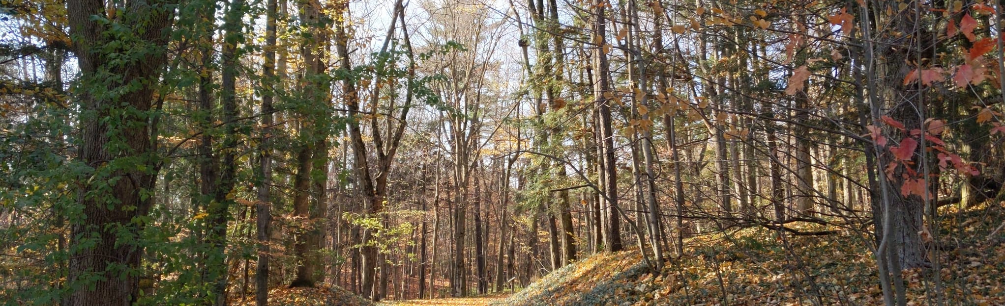 Lake Seneca Trail, Ontario, Canada - 295 Reviews, Map | AllTrails