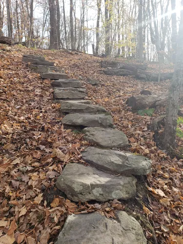 10 Best Forest Trails in Forbes State Forest | AllTrails