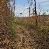 Sipsey Wilderness Loop, Alabama - 50 Reviews, Map | AllTrails