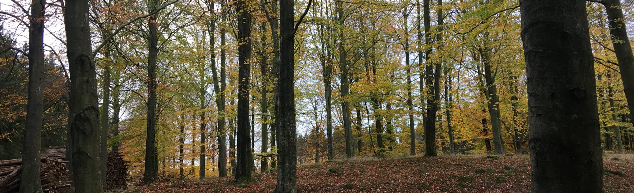Rø Plantage -Bromme Å - Bornholm, Denmark | AllTrails
