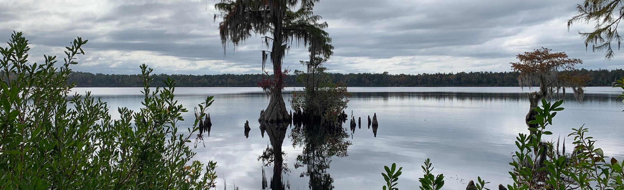 Jones Lake Trail and Bay Trail Loop, North Carolina - 228 Reviews, Map ...