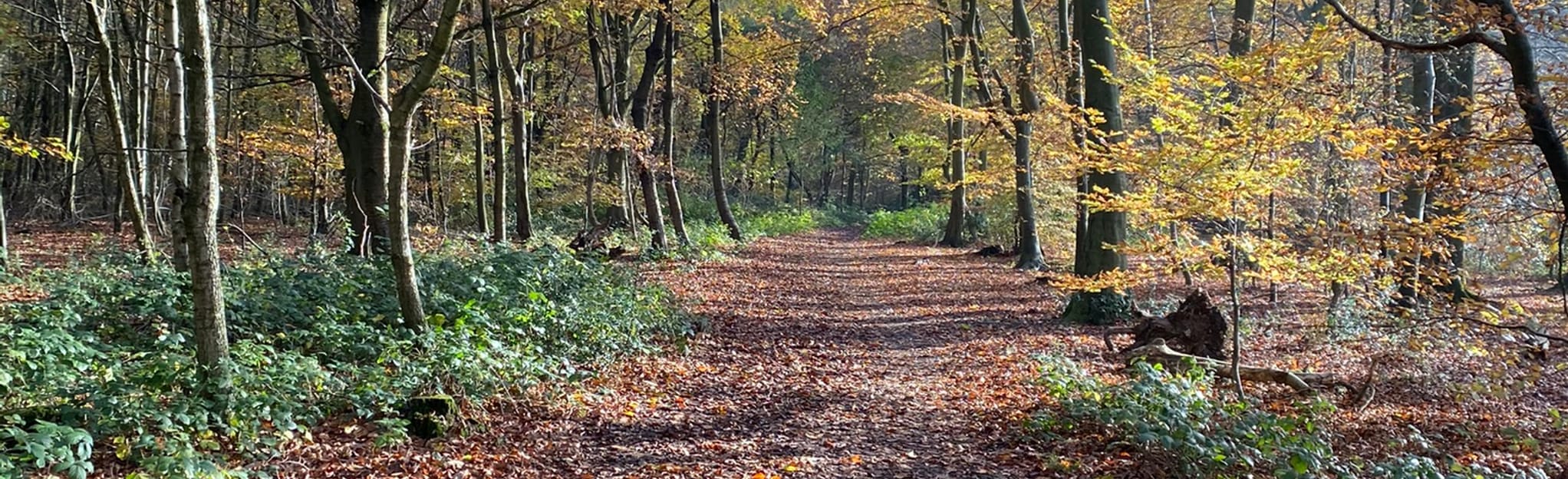 Penn Wood and Common Wood Circular - Buckinghamshire, England | AllTrails