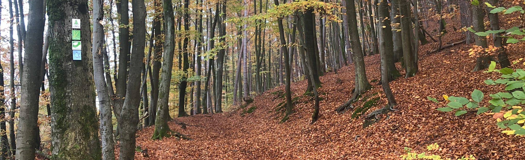 Pfälzer Waldpfad Etappe 7: Hauenstein - Dahn: 1 Reviews, Map ...