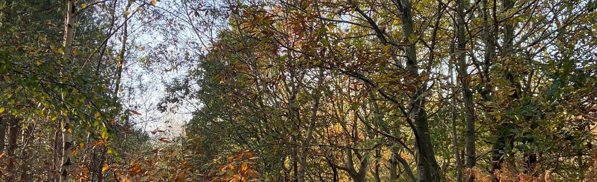 Tunstall Forest Circular: 26 foto's - Suffolk, Engeland | Wandelen ...