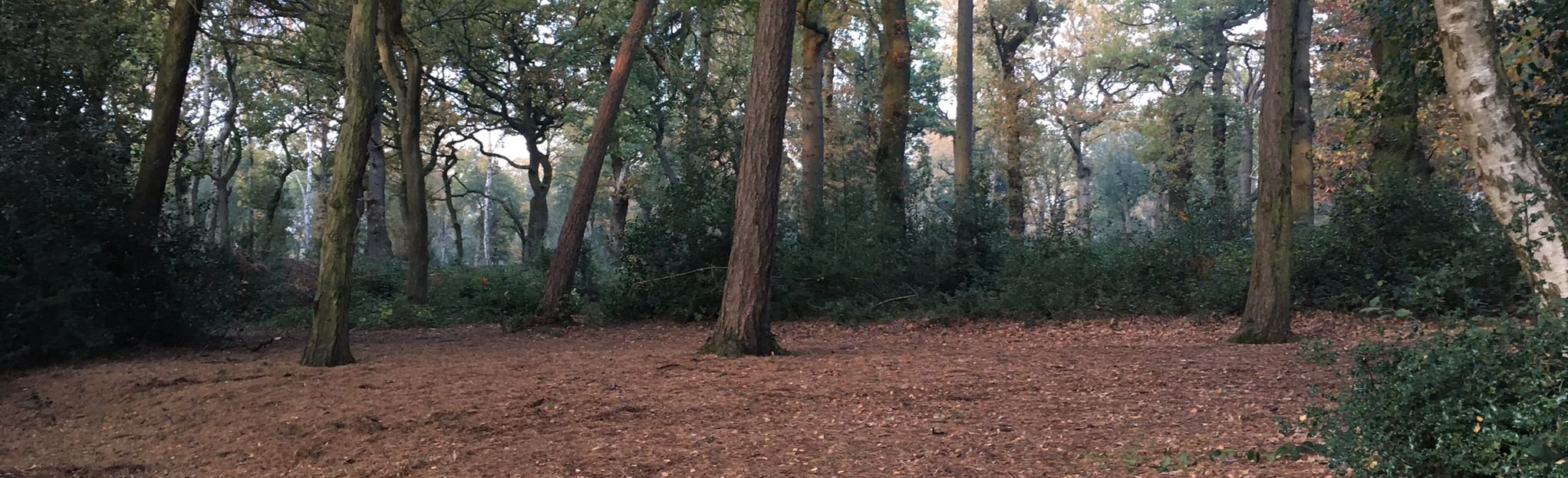 Sutton Park Circular, West Midlands, England - 171 Reviews, Map | AllTrails