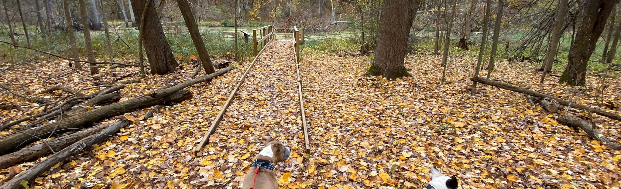 Oak Ridge Park Pine Trail, Michigan - 17 Reviews, Map | AllTrails