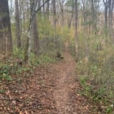 Appalachian Trail: Springer Mountain to Neels Gap, Georgia - 135 ...
