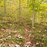 Sipsey Wilderness Loop, Alabama - 50 Reviews, Map | AllTrails