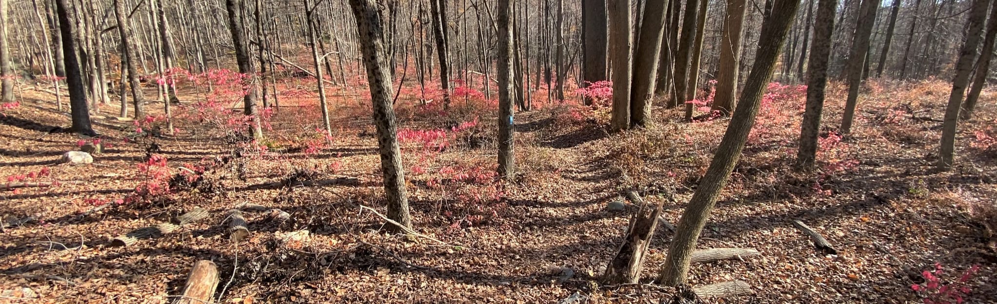 AllTrails | Shenipsit Trail Blue Blazes: 73 Reviews, Map - Connecticut