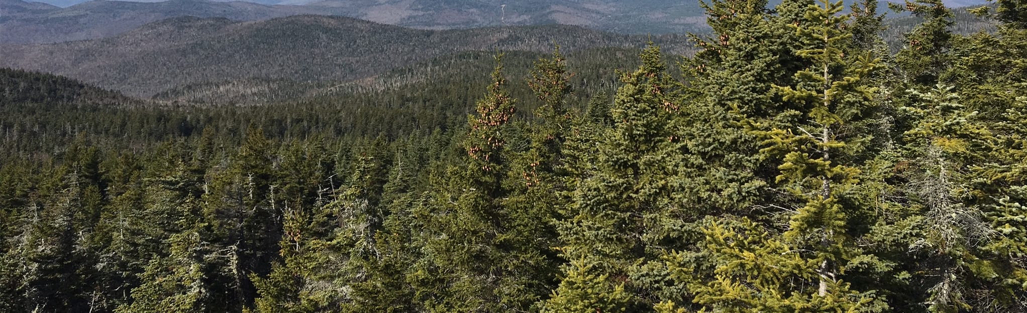 Jackson Mountain, Maine - 19 Reviews, Map | AllTrails