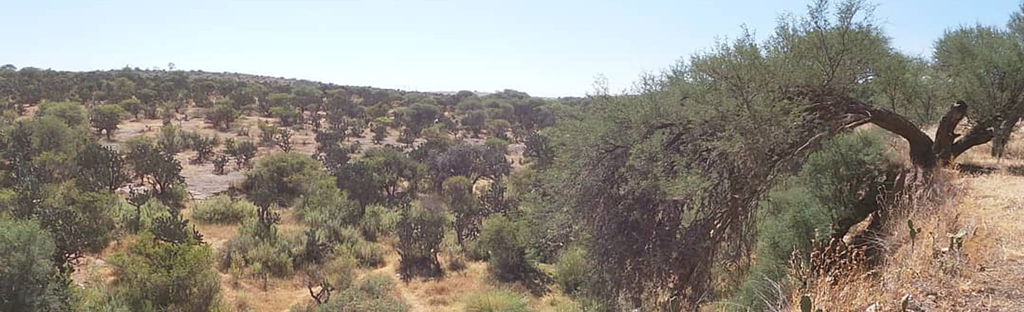 Bosque de Cobos, Aguascalientes, Mexico - Map, Guide | AllTrails