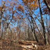Holliston Town Forest Loop, Massachusetts - 168 Reviews, Map | AllTrails