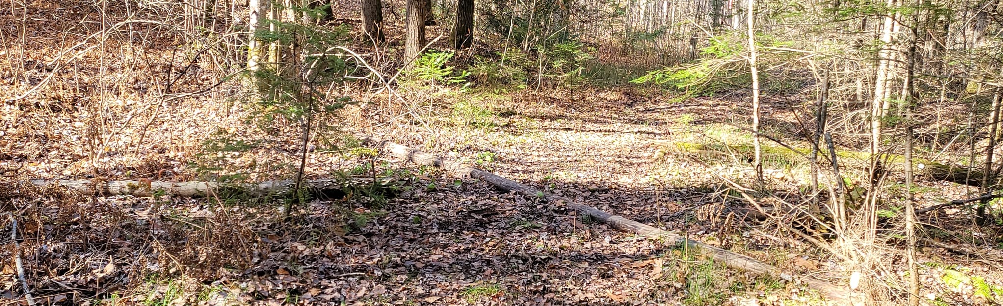 Red Trail Loop: 2 Reviews, Map - Ontario, Canada | AllTrails