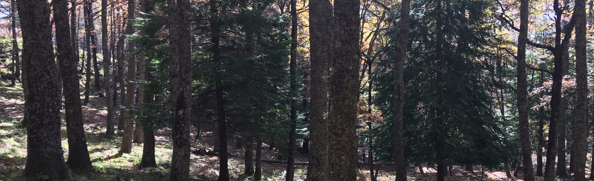 Pania di Corfino via Grottacce | Map, Guide - Tuscany, Italy | AllTrails