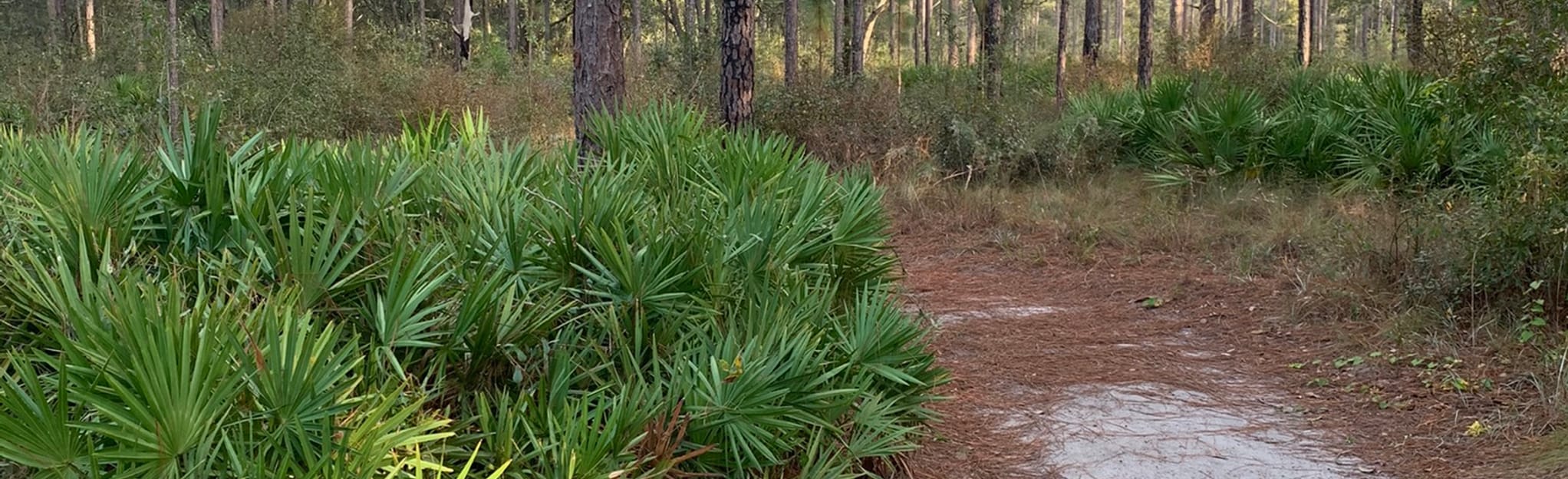 Gopher Tortoise Trail: 70 Reviews, Map - Georgia | AllTrails