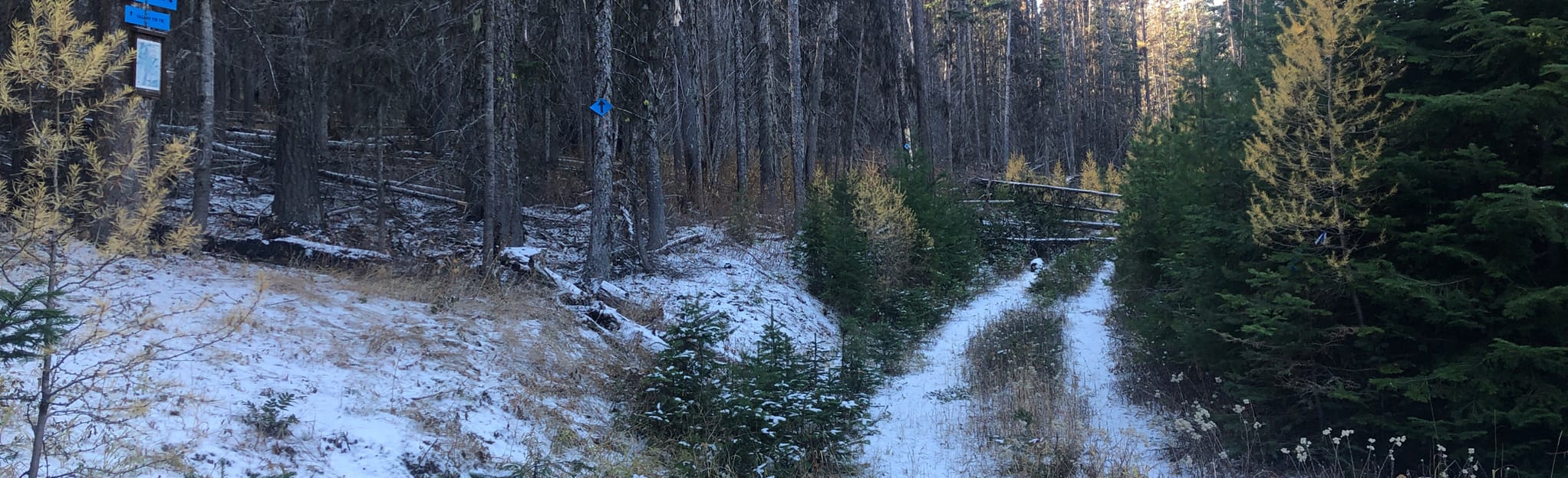 Tronsen Meadow XC Route, Washington - 11 Reviews, Map | AllTrails