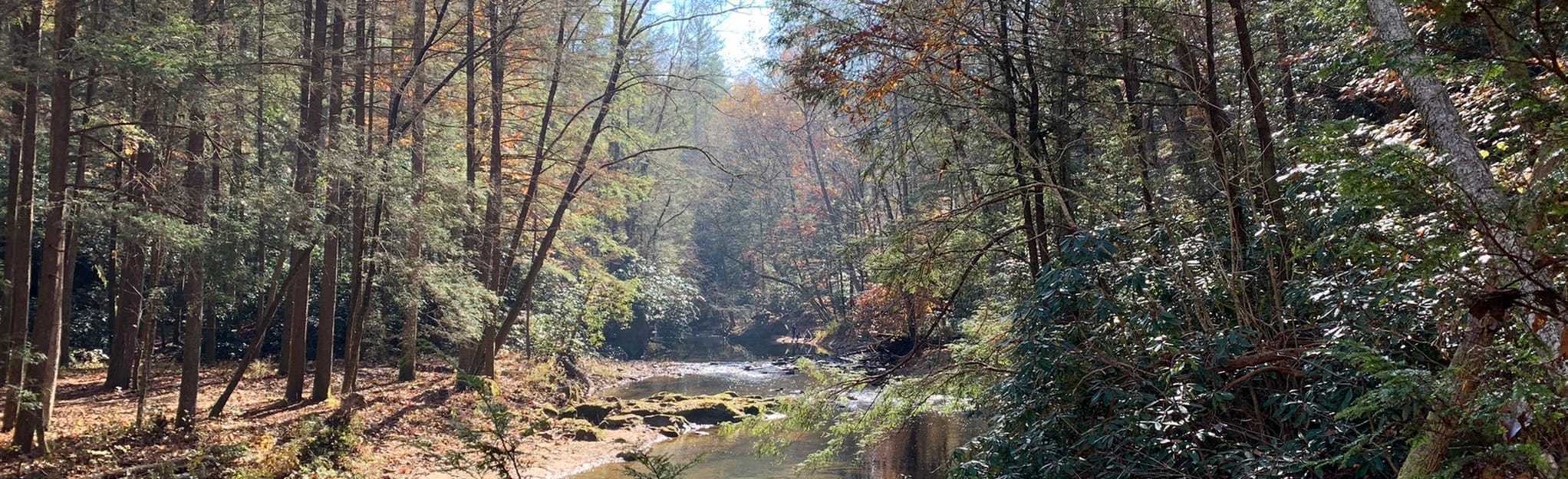 Upper Swift Camp Creek & Wildcat Trail Loop, Kentucky - 413 Reviews ...