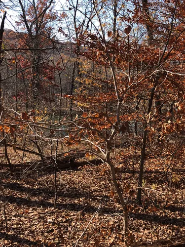 Best Hikes and Trails in Castor River Conservation Area | AllTrails