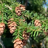 Tolt Pipeline Trail, Washington - 353 Reviews, Map | AllTrails