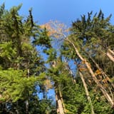 Tolt Pipeline Trail, Washington - 353 Reviews, Map | AllTrails