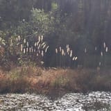 Hinson Lake, North Carolina - 72 Reviews, Map | AllTrails