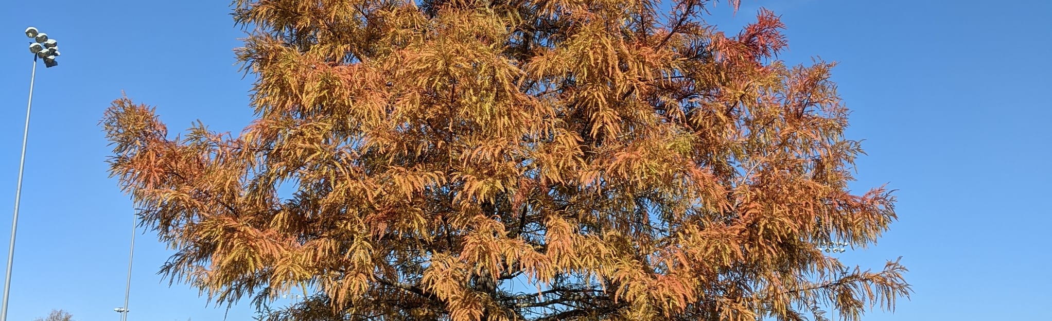 David Jackson Loop, South Carolina - 67 Reviews, Map | AllTrails