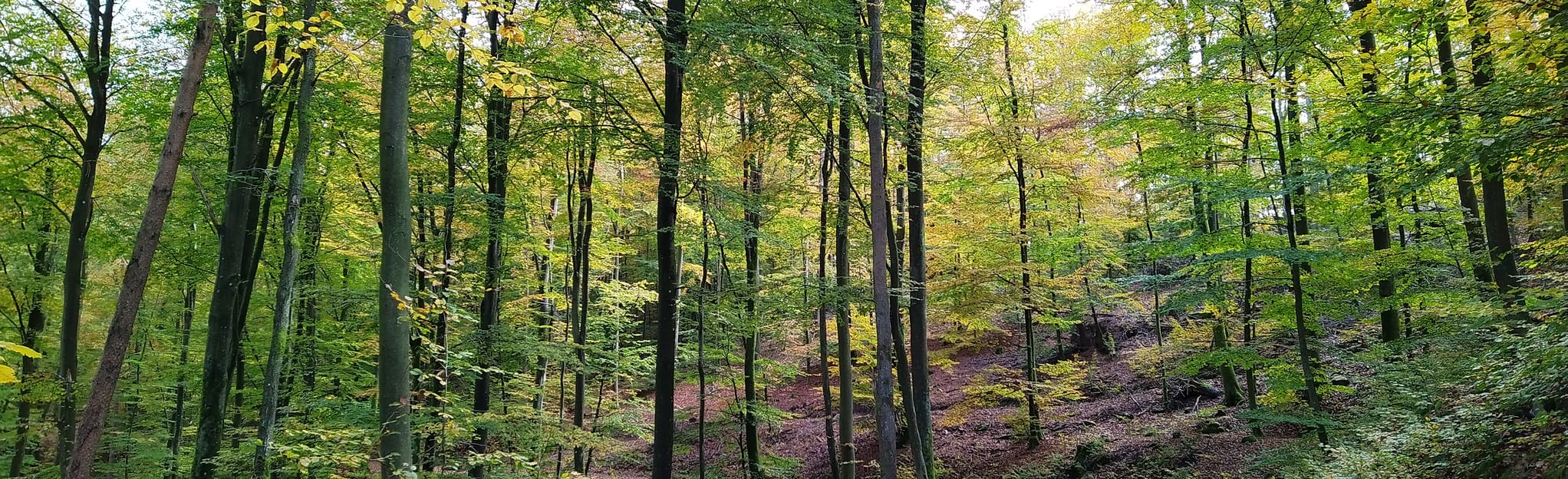 Ramstein Loop: 32 Reviews, Map - Moselle, France | AllTrails