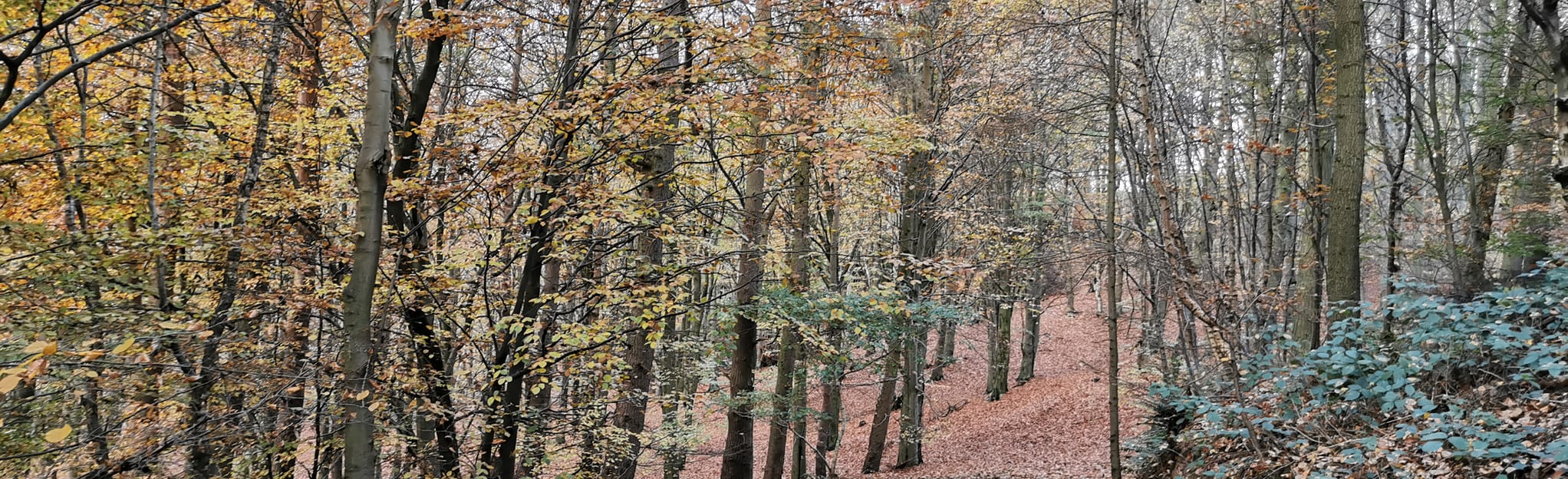 Waldridge Fell Cong Burn Circular: 40 Reviews, Map - County Durham ...