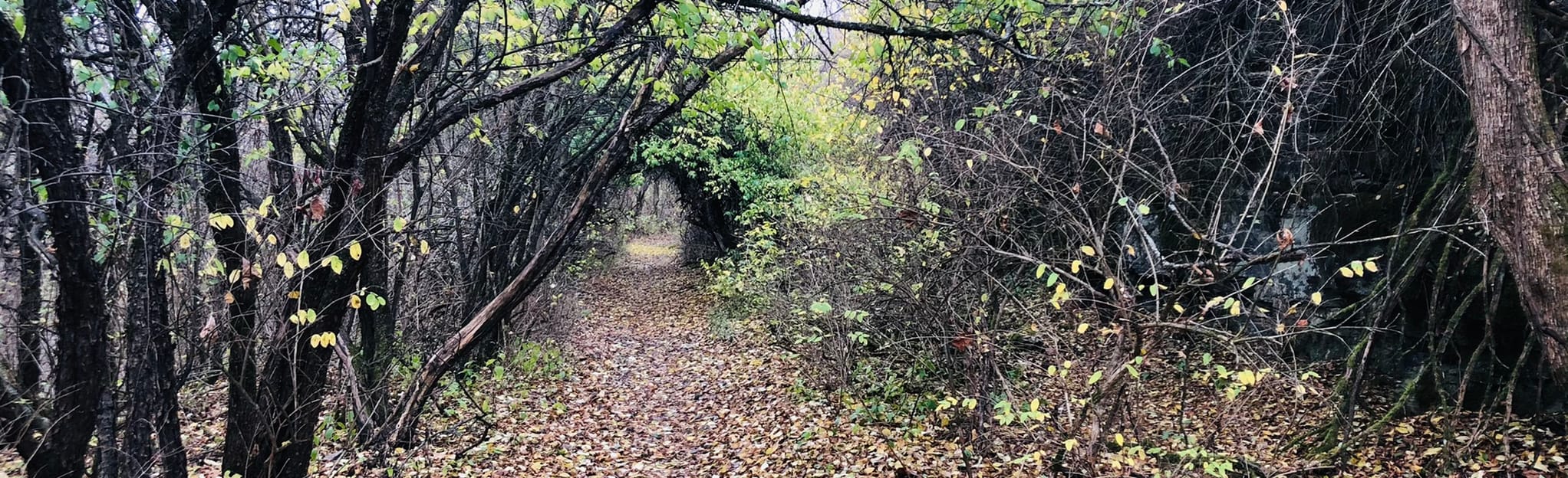 Edgecliff Loop, New York - 214 Reviews, Map | AllTrails