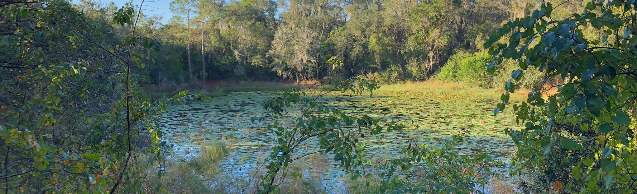 Cypress Trail and Sink Trail Loop: 154 Reviews, Map - Florida | AllTrails
