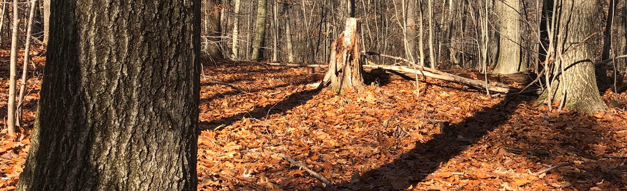 Solomon Woods Blue Trail Loop: 286 Reviews, Map - Connecticut | AllTrails