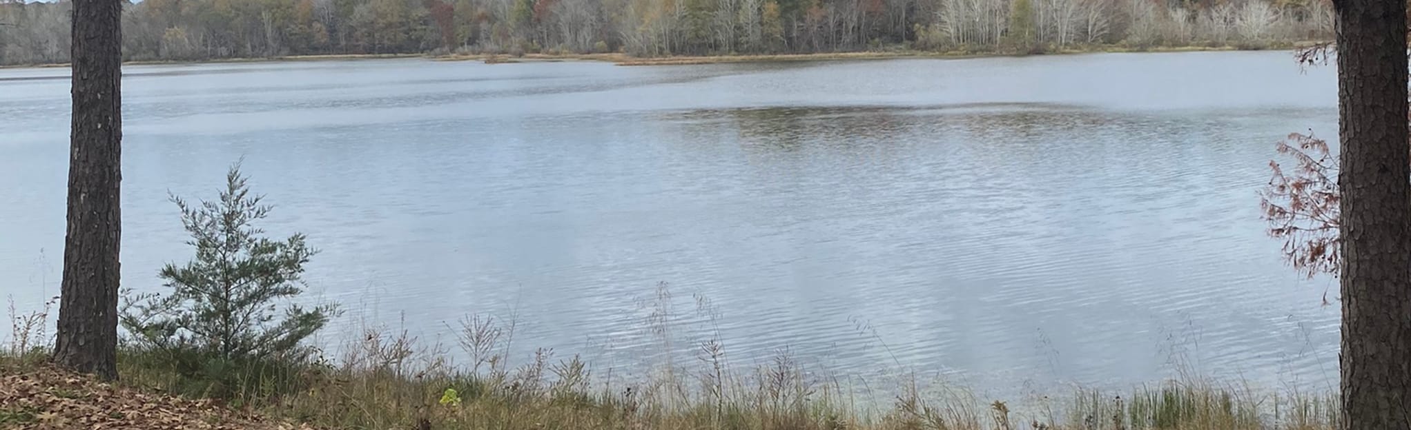 Puskus Lake Recreation Area Trail, Mississippi - 24 Reviews, Map ...