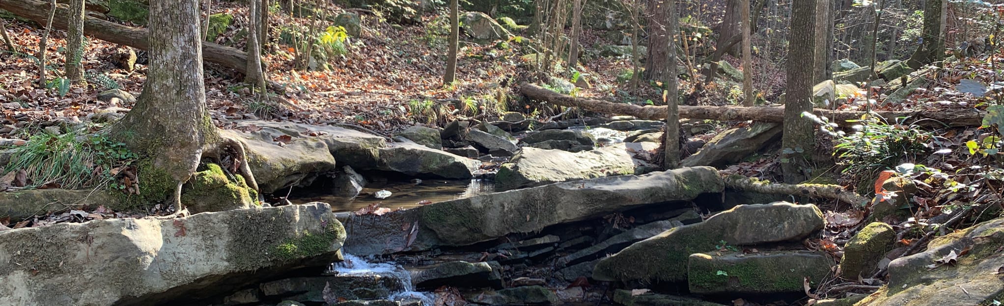 Moss Rock Preserve: Red Trail: 18 Reviews, Map - Alabama | AllTrails