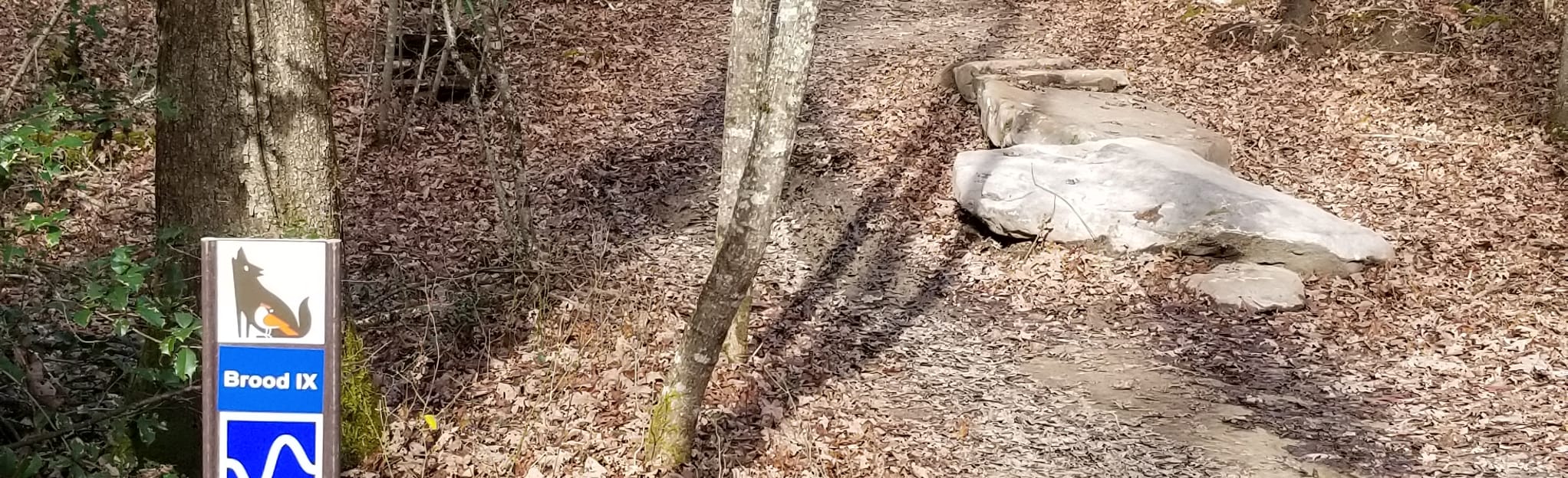 Marauder and Brood IX Loop: 7 Reviews, Map - West Virginia | AllTrails