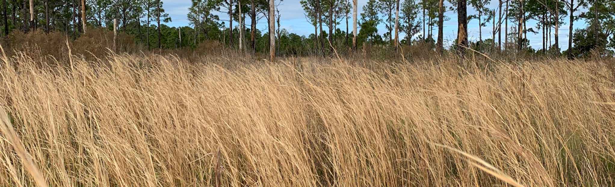 Duette Preserve North Loop, Florida - 4 Reviews, Map | AllTrails