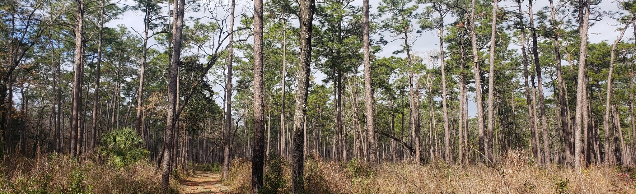 Edward Ball Wakulla Multi-Use Trail: 32 Reviews, Map - Florida | AllTrails