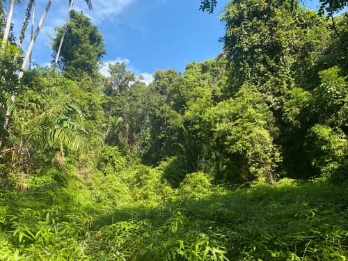 Best Hikes and Trails in Botum Sakor National Park | AllTrails